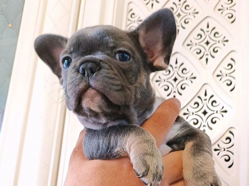 Шикарный щенок французского бульдога
