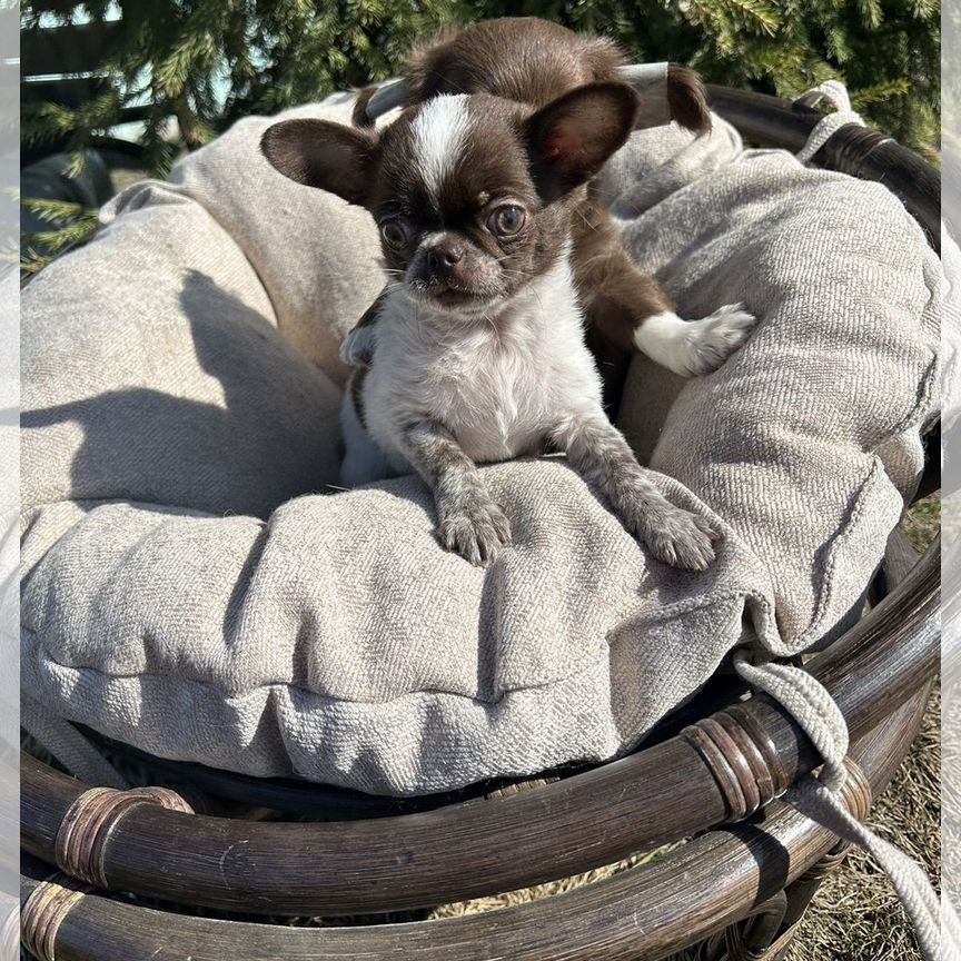 Чихуахуа шоколадное чудо