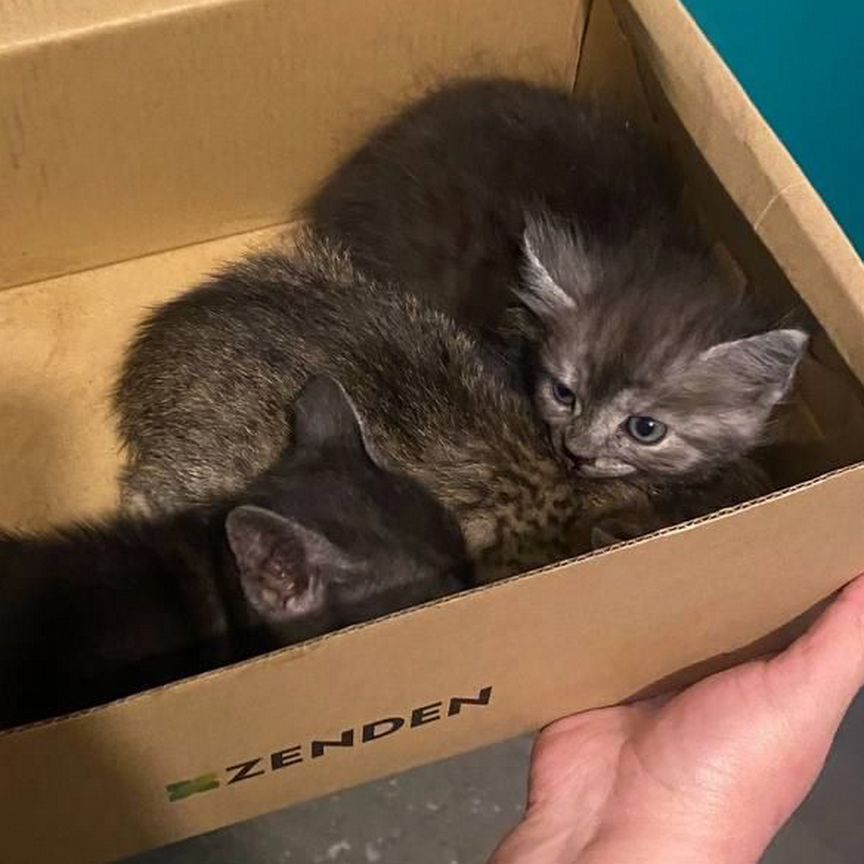 Котята