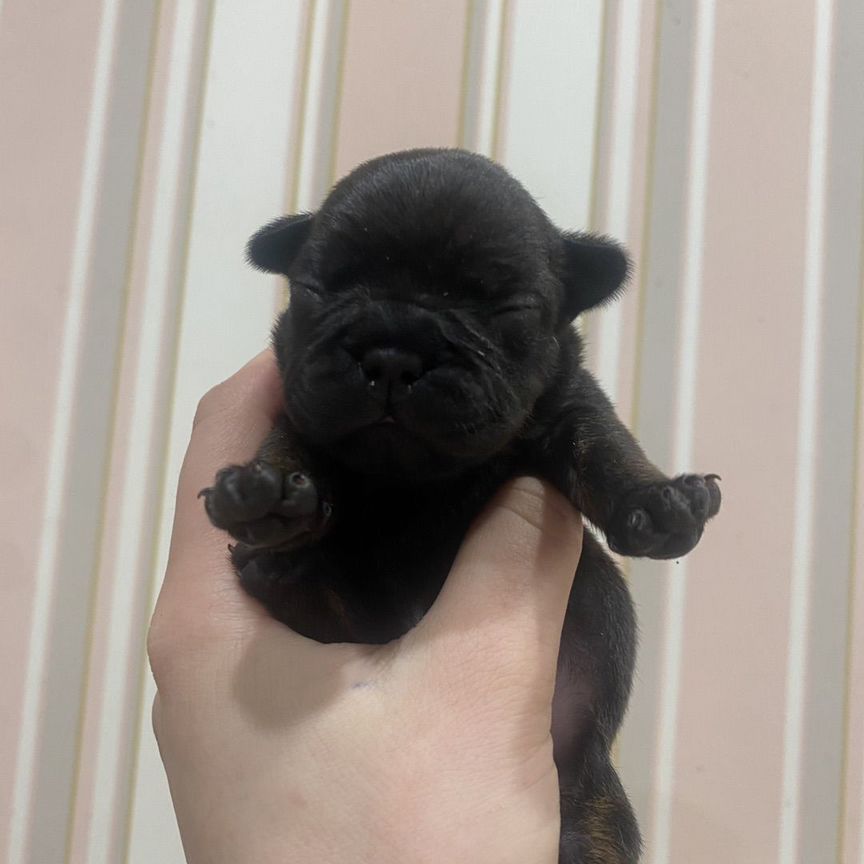 Французский бульдог