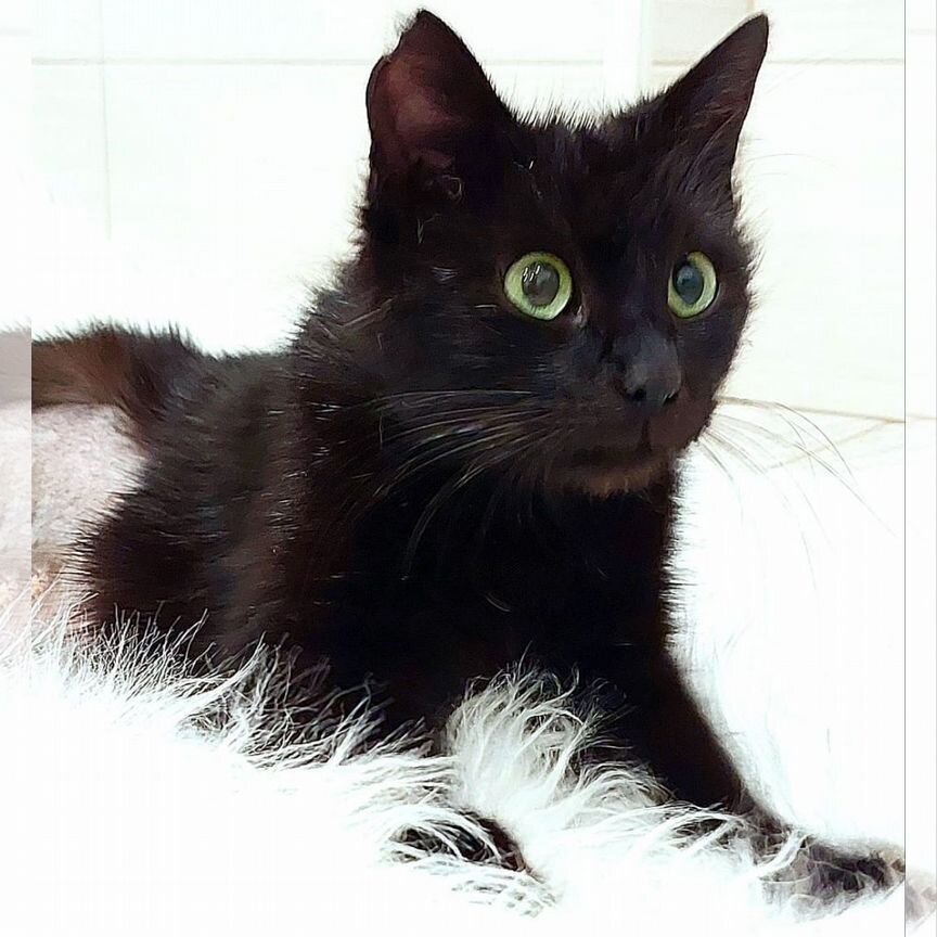 Жгучая брюнетка Шона в дар