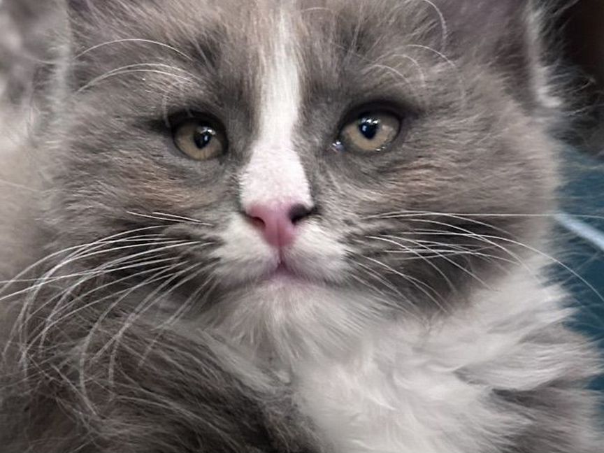 Котенок мейн кун
