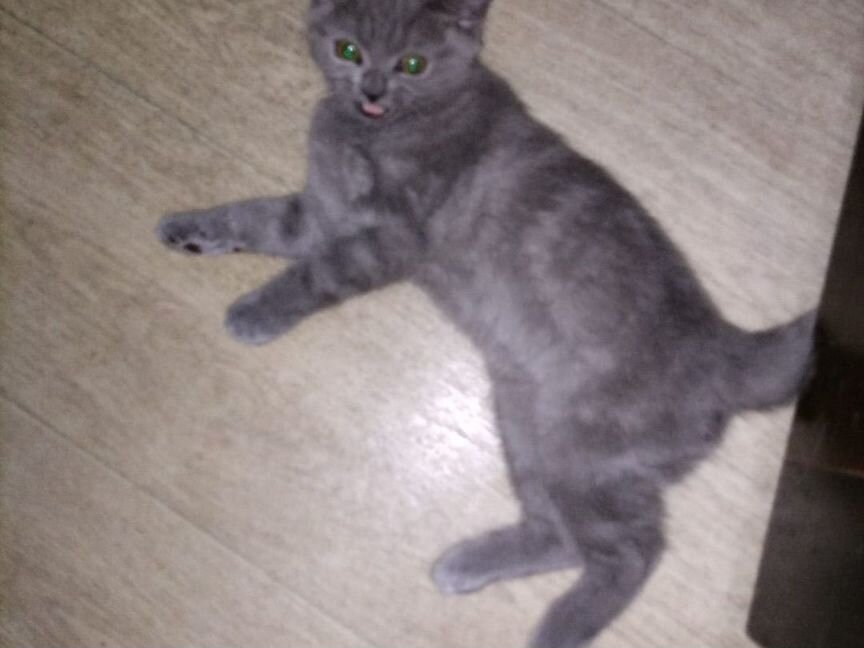 Котенок прямоухоя шотлантская