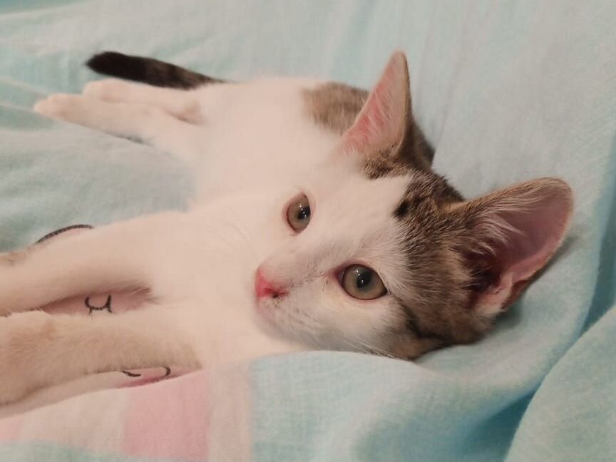 Котенок