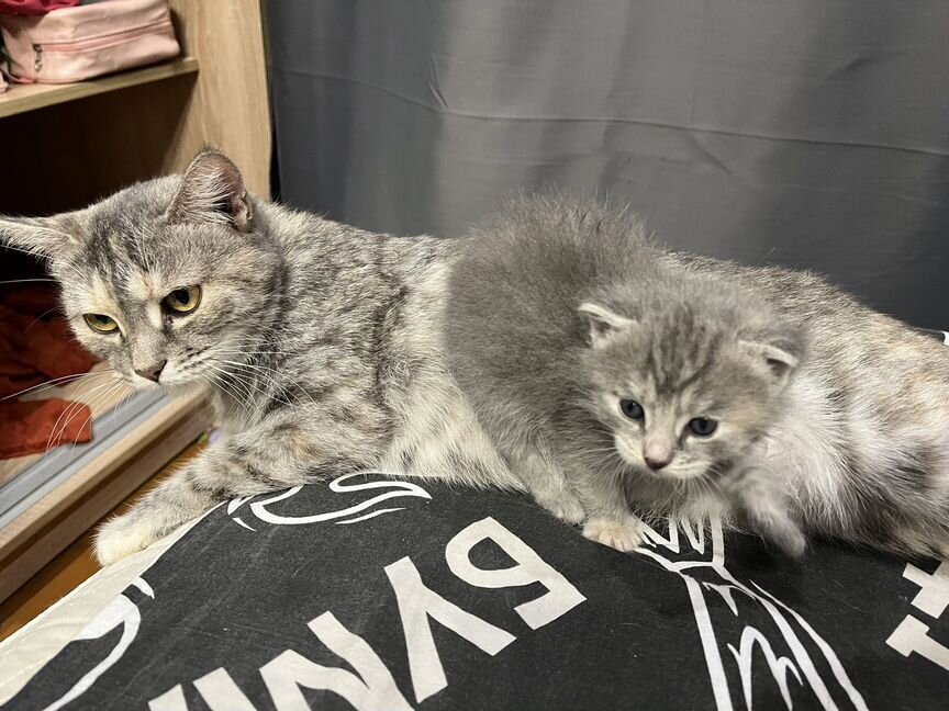Персидский вислоухий котик