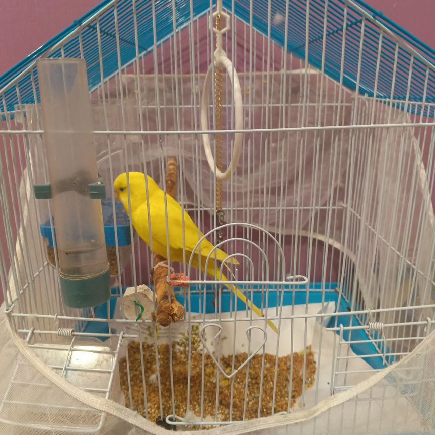 Волнистый попугай