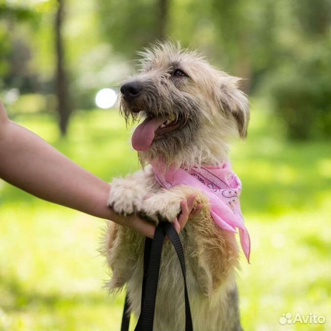 Добрая и ласковая Стефания бородатик пушистик