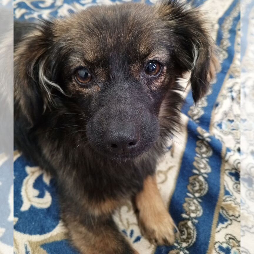 Щенок в добрые руки