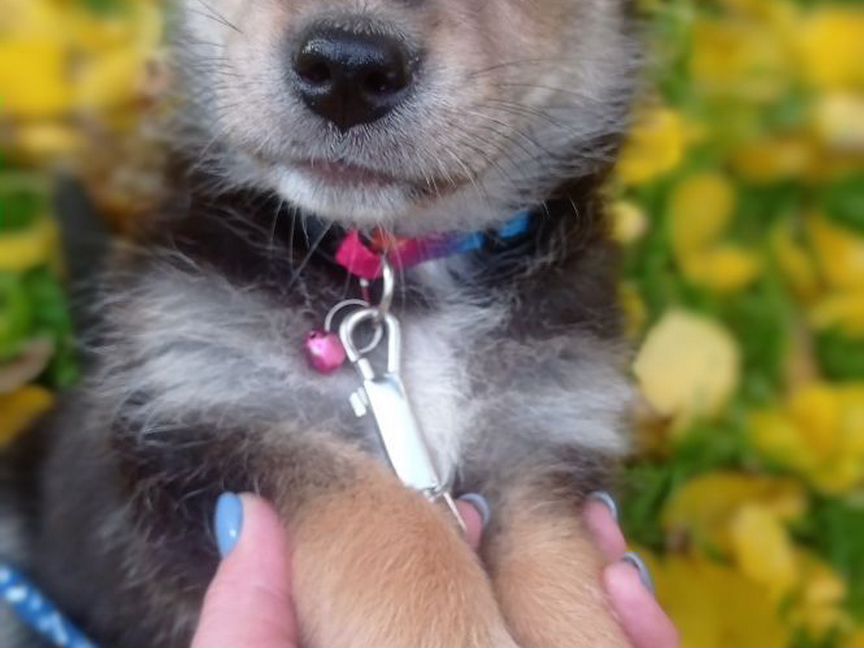 Щеночек,охранник,1.5 мес