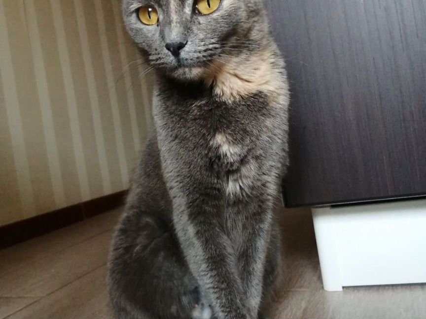 Кошечка сама грация 1 год
