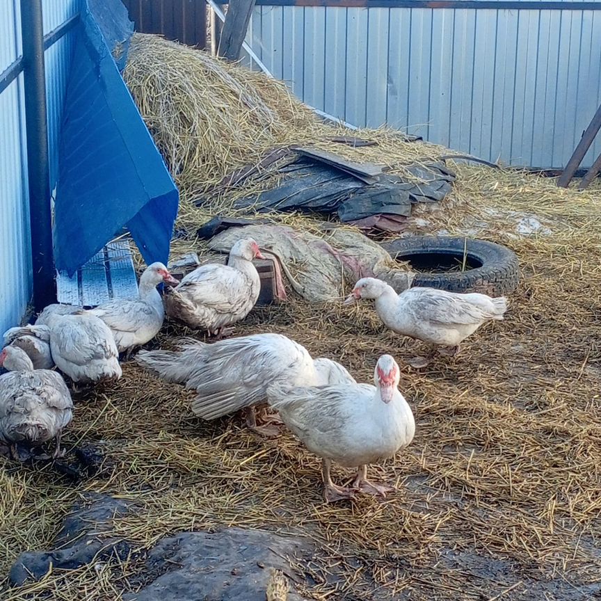 Индоутка мускусная утка