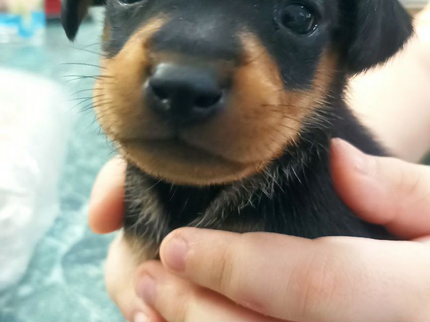 Щенки цвергпинчера