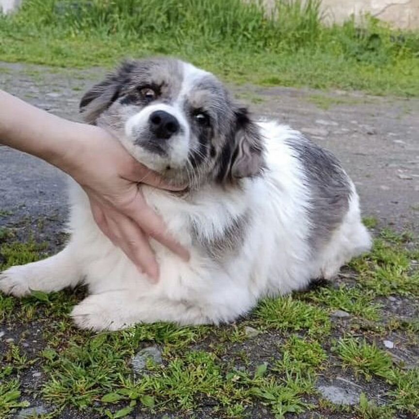 Маленькая собака в добрые руки