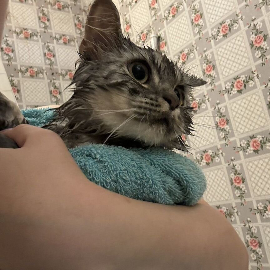 Котята