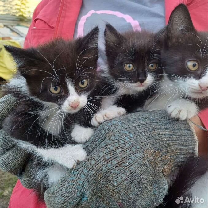 Кошкины детки