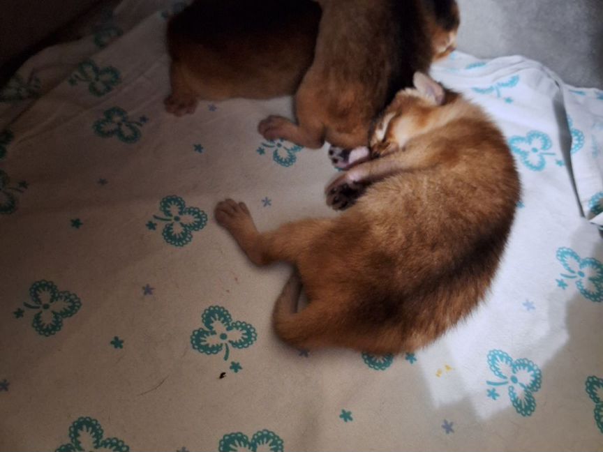 Абиссинские котята