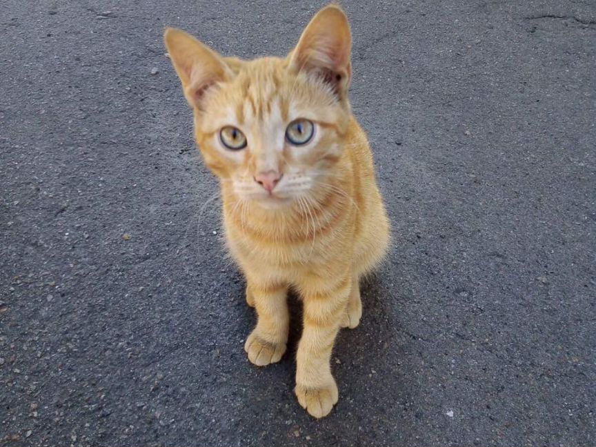 Кастрированный Кот в добрые руки