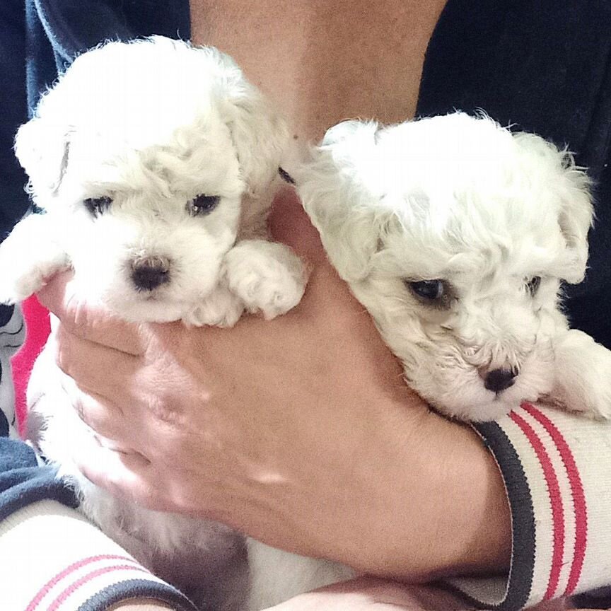 Щенки Бишон-фризе с документами РКФ