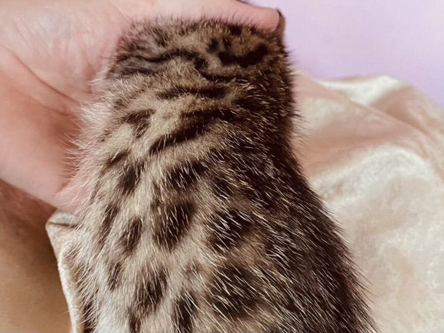 Бенгальские котята