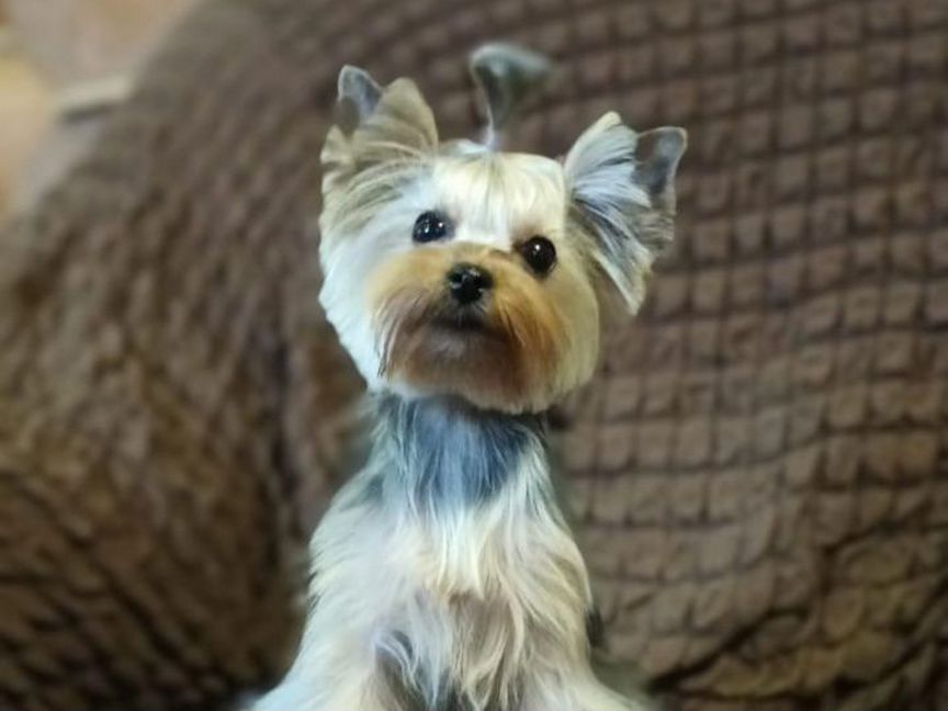 Йоркширский терьер, маленькая красотка