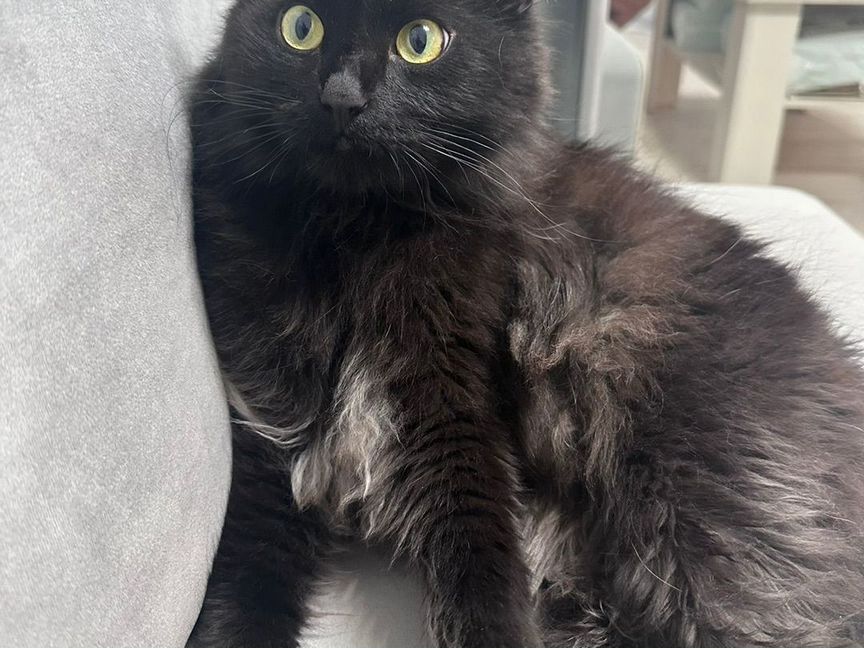 Кот в самые добрые руки