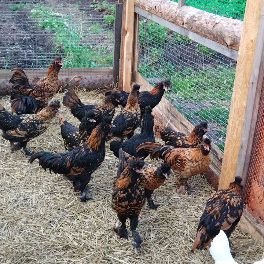 Петушки молодые павловское золото