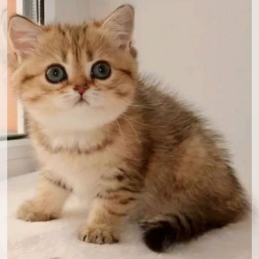 Шотландские клубные золотые котята