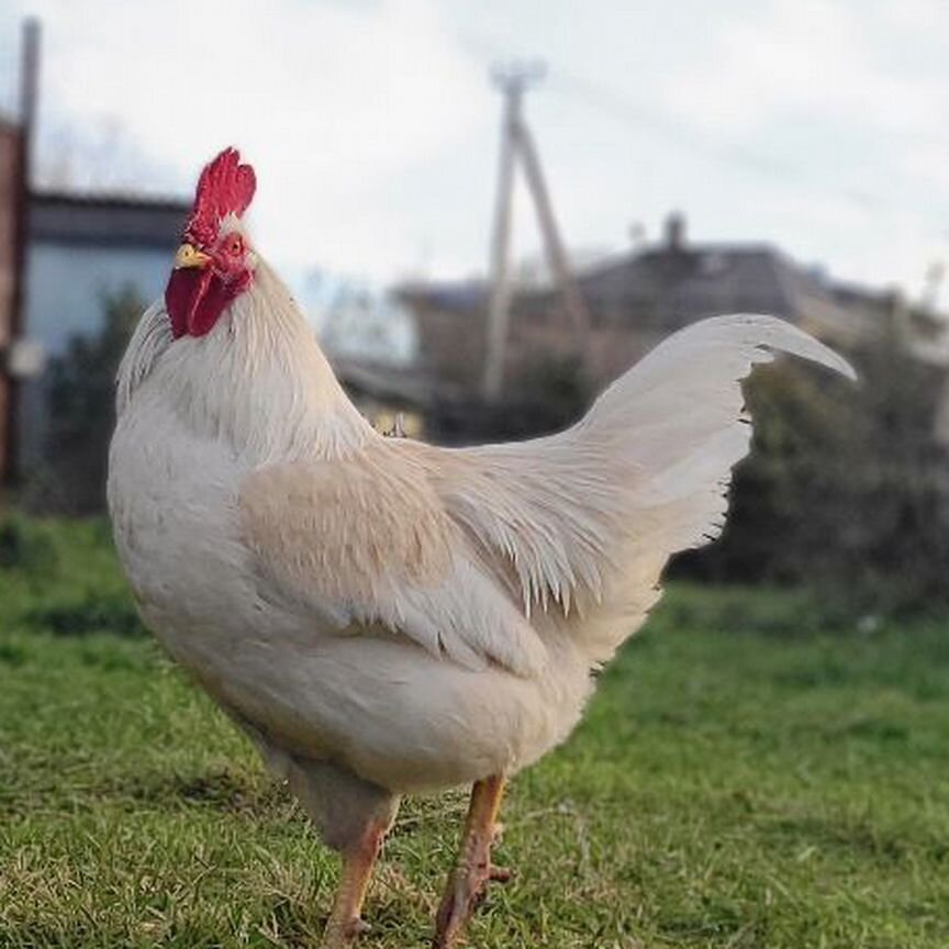 Курочки несушки