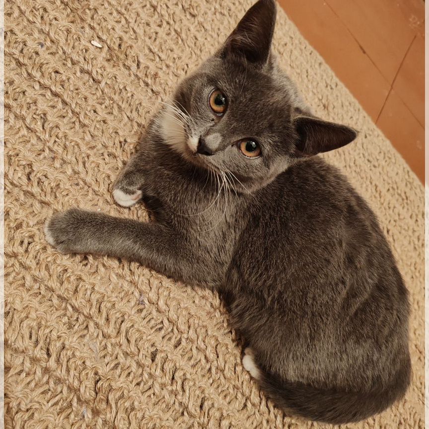 Котёнок в добрые руки