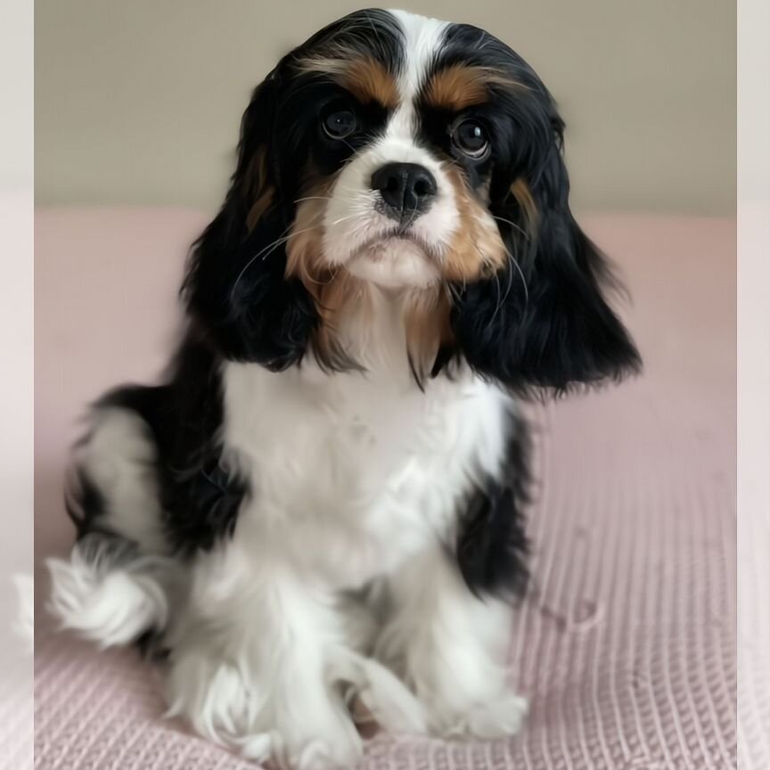 Кавалер кинг-чарльз-спаниель, щенок