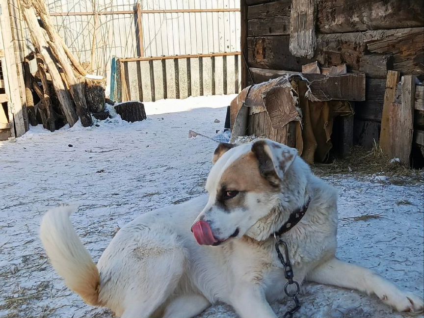 Собака в добрые руки