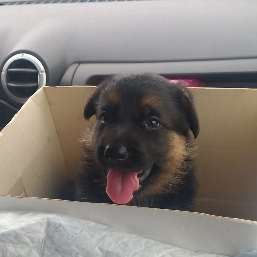 Щенки немецкой овчарки