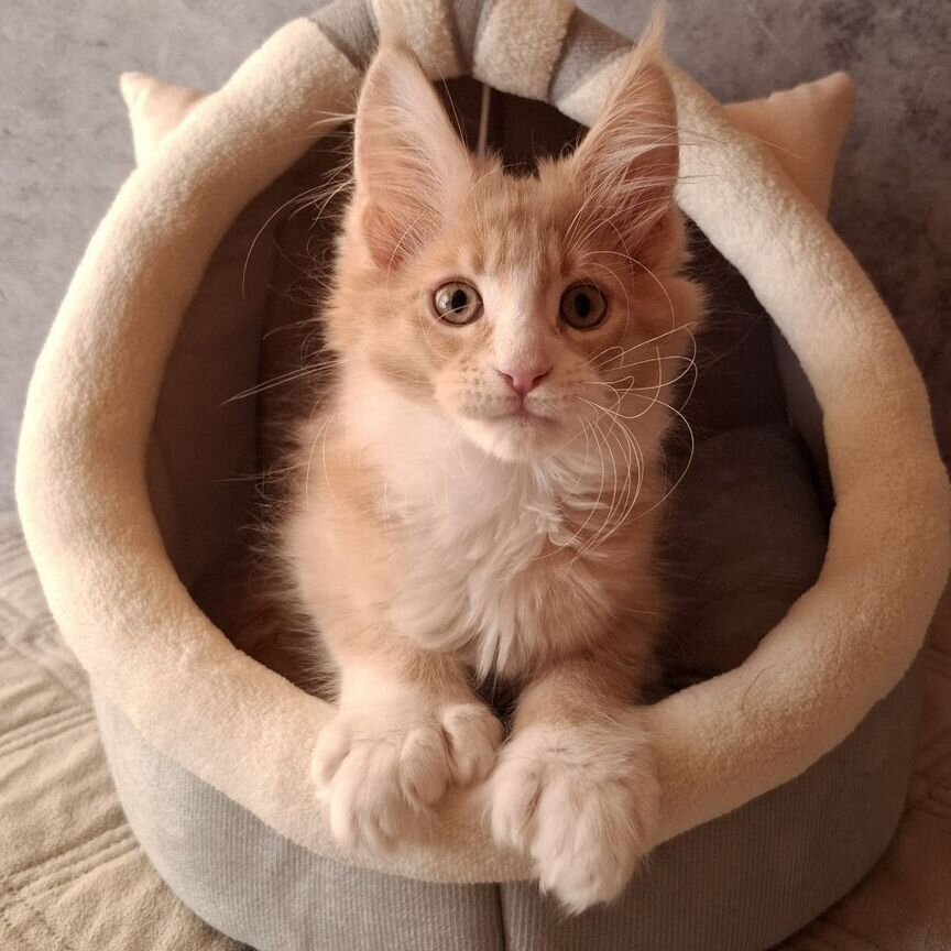 Котята мейн-кун полидакт
