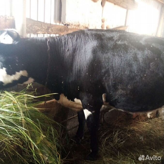 Продаю стельную тёлку