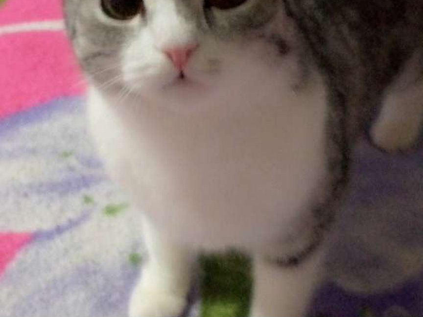 Британская кошка вязка