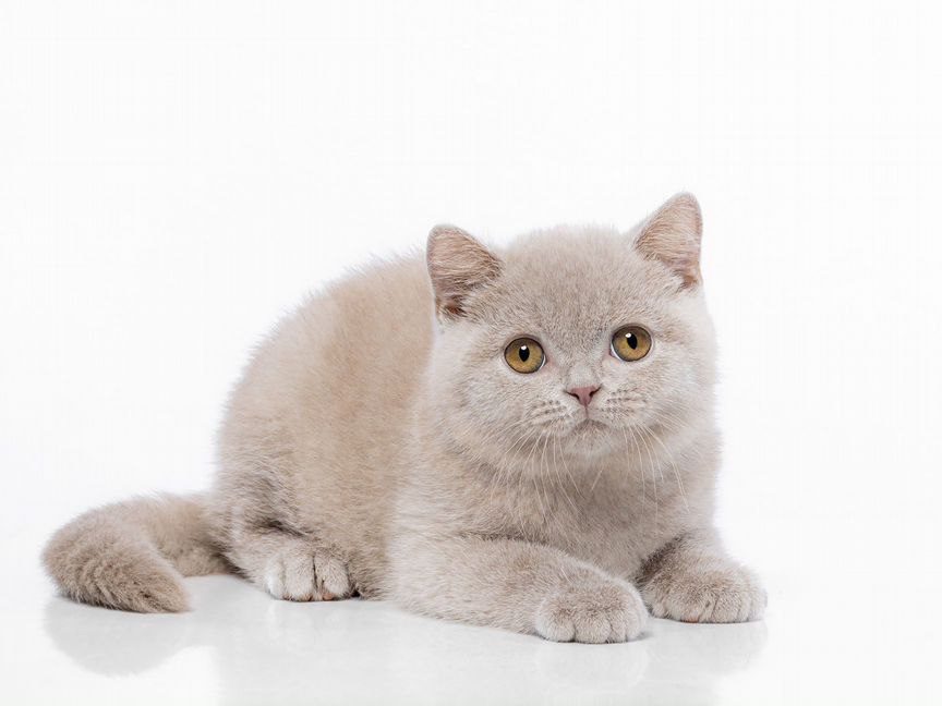 Британский лиловый мальчик