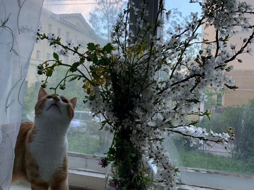 Взрослый рыжий кот