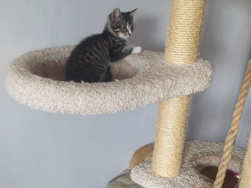 Котенок Арамчик Арчи