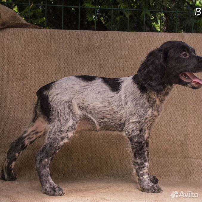 Щенок Бретонского Эпаньоля