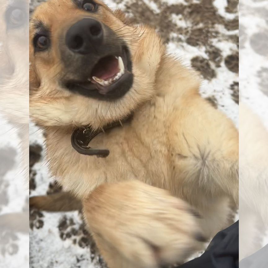 Щенок в добрые руки