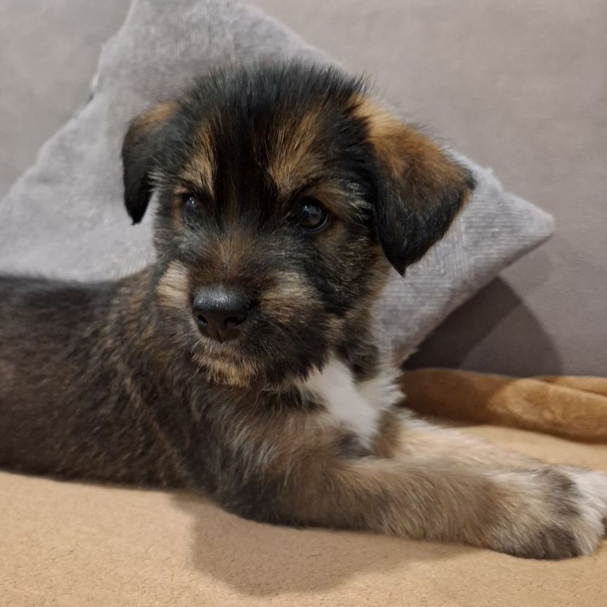 Щенок в добрые руки