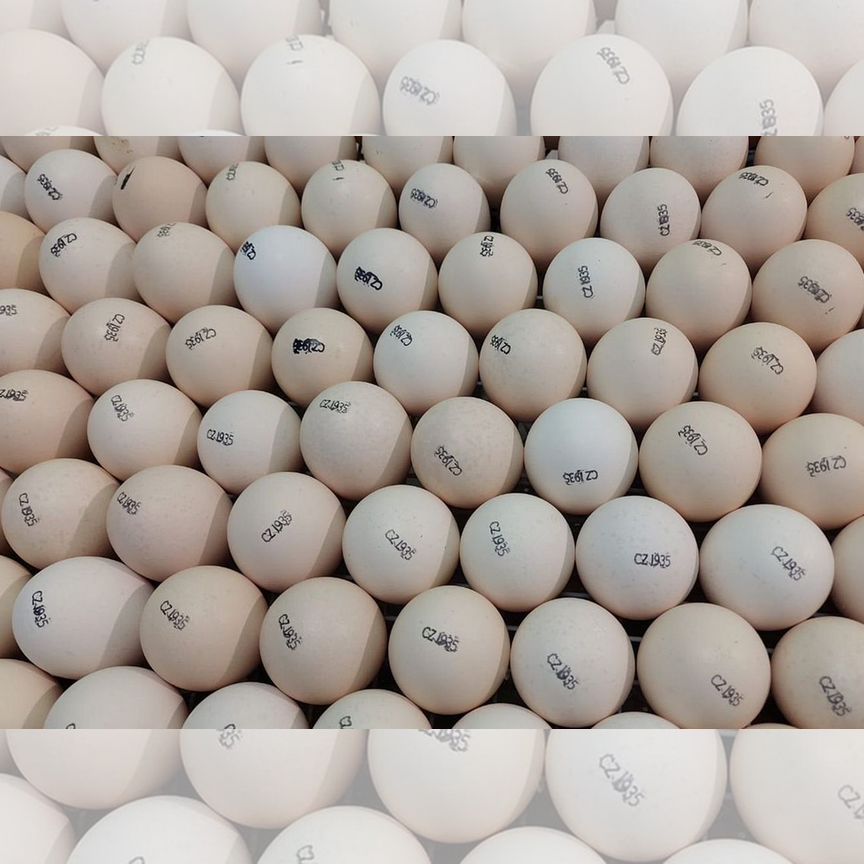 Инкубационное яйцо росс-308