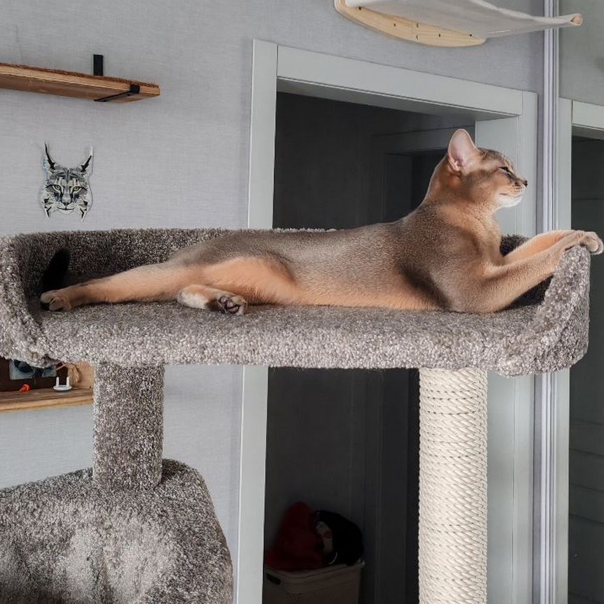 Абиссинский котёнок