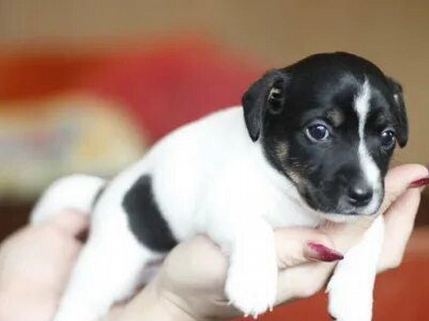 Джек+ Пинчер метисы