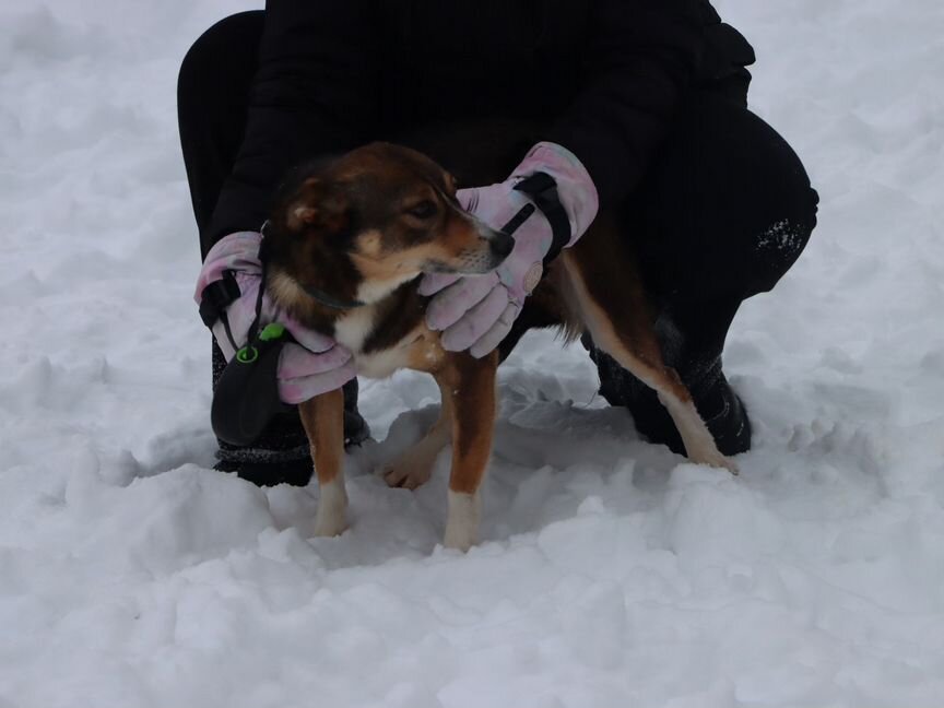 Собака, небольшая по размеру