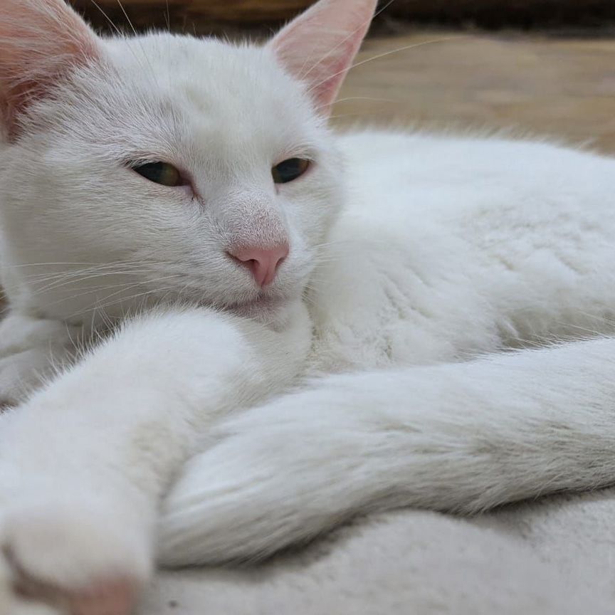 Кошка ищет дом