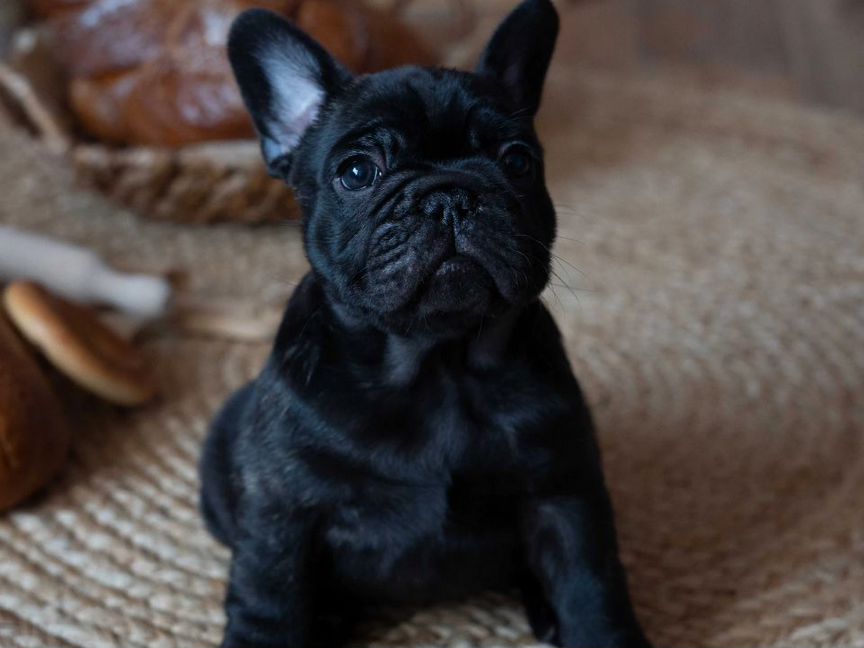 Французский бульдог щенки девочка