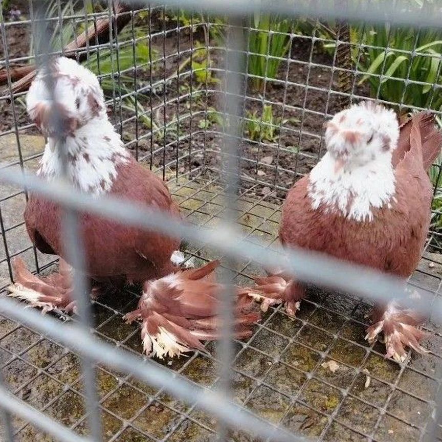 Голуби Благодарненские бойные двухчубие