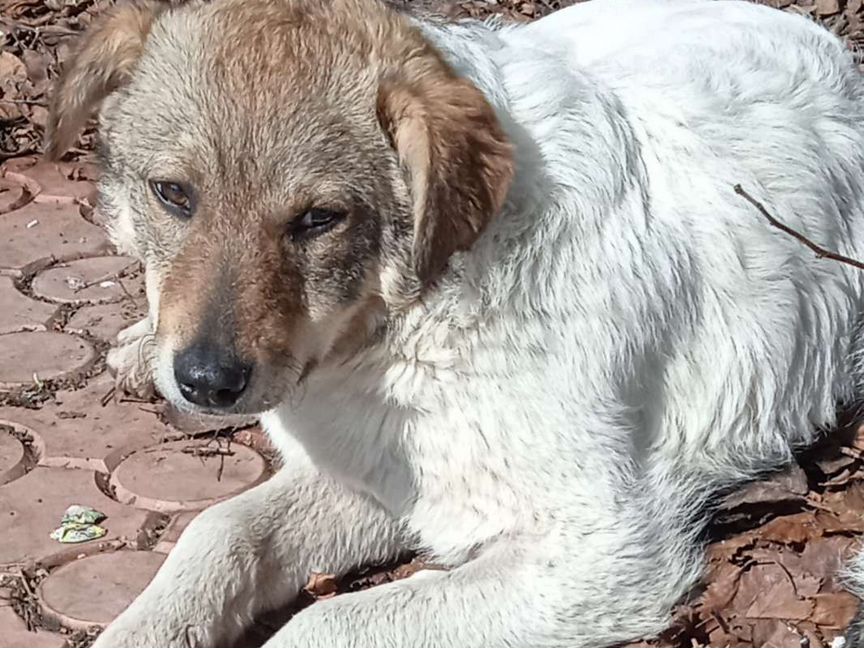 Стерильная девочка