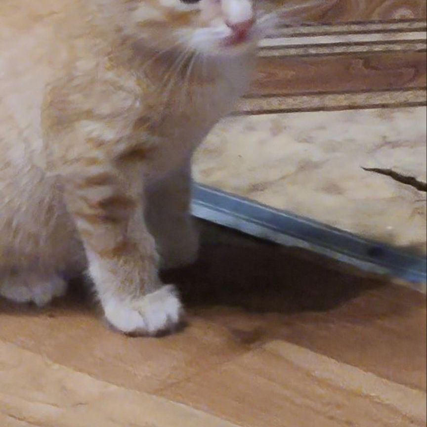 Котик